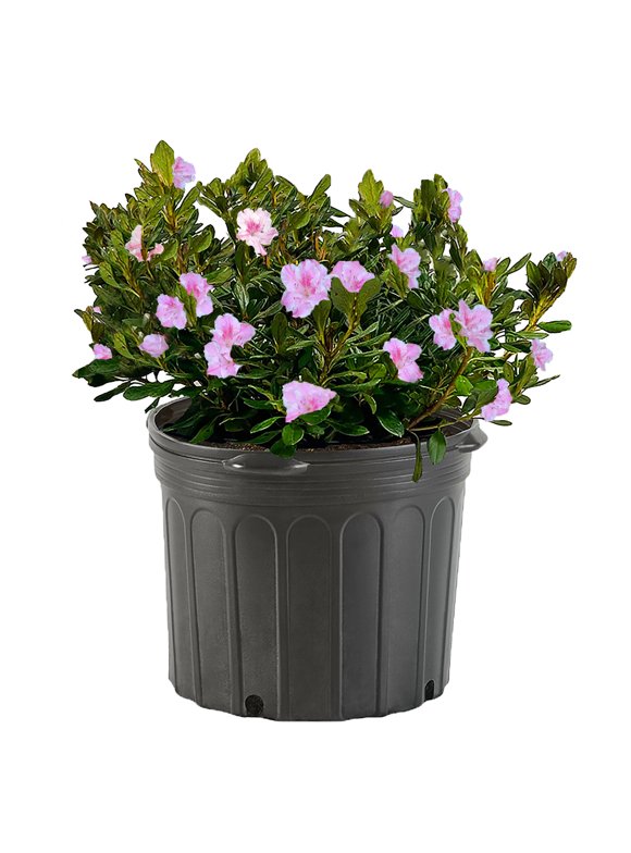 Azalea Bushes in Garden Bushes - Walmart.com