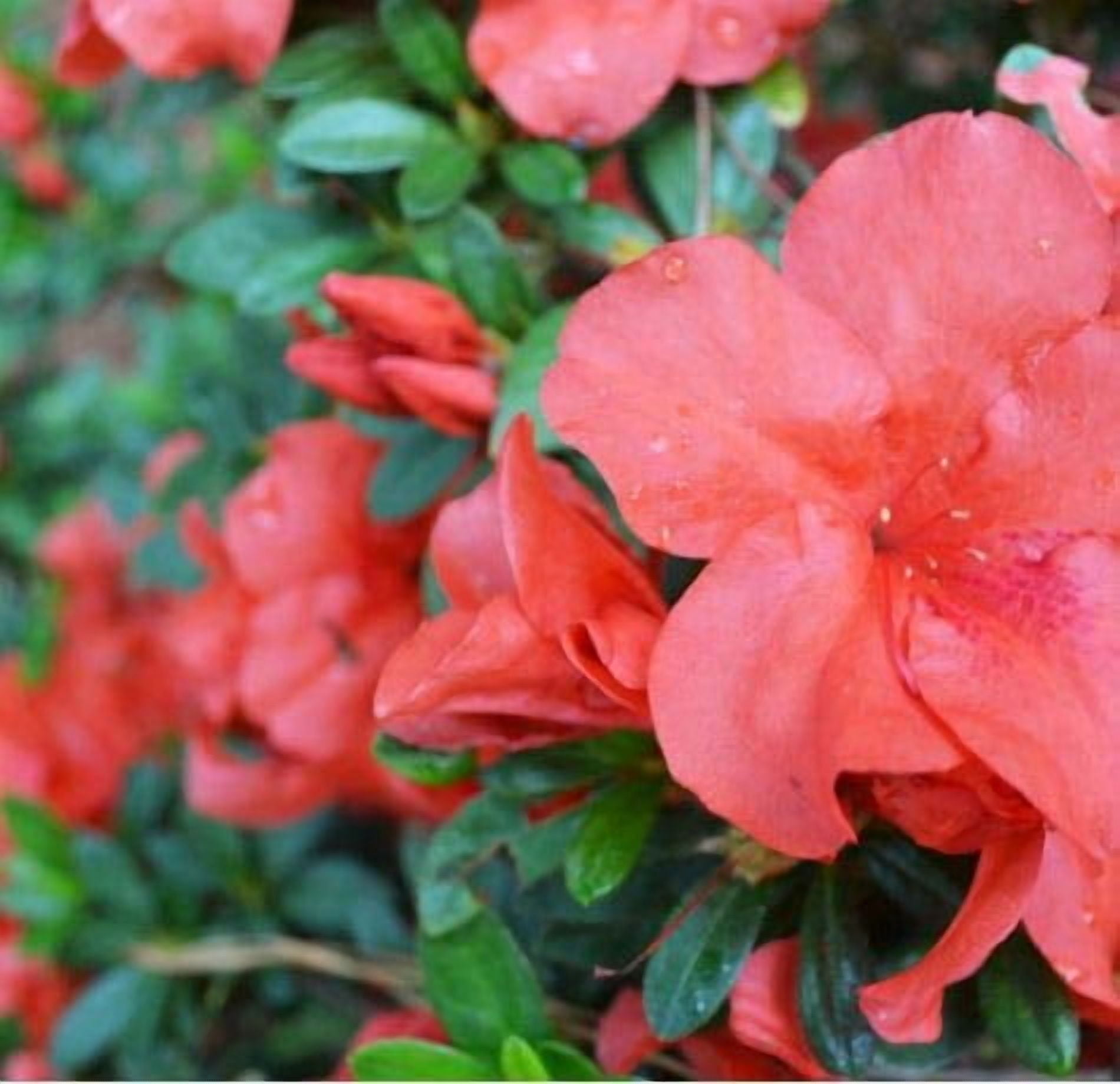 Azalea Coronado Red - 10 Live Plants - Red Flowering Rhododendron Shrub ...