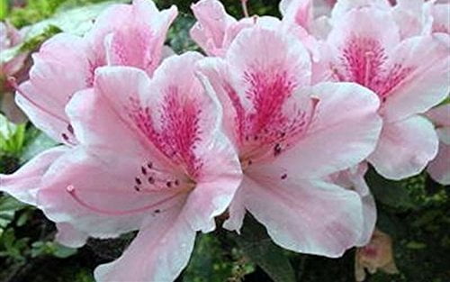 Azalea Duchess of Cypress 1 Extra Large 3 Gallon Plant Vibrant ...
