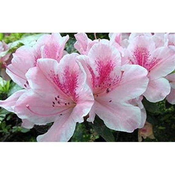 Azalea Duchess of Cypress 3 Extra Large 3 Gallon Plants Vibrant ...