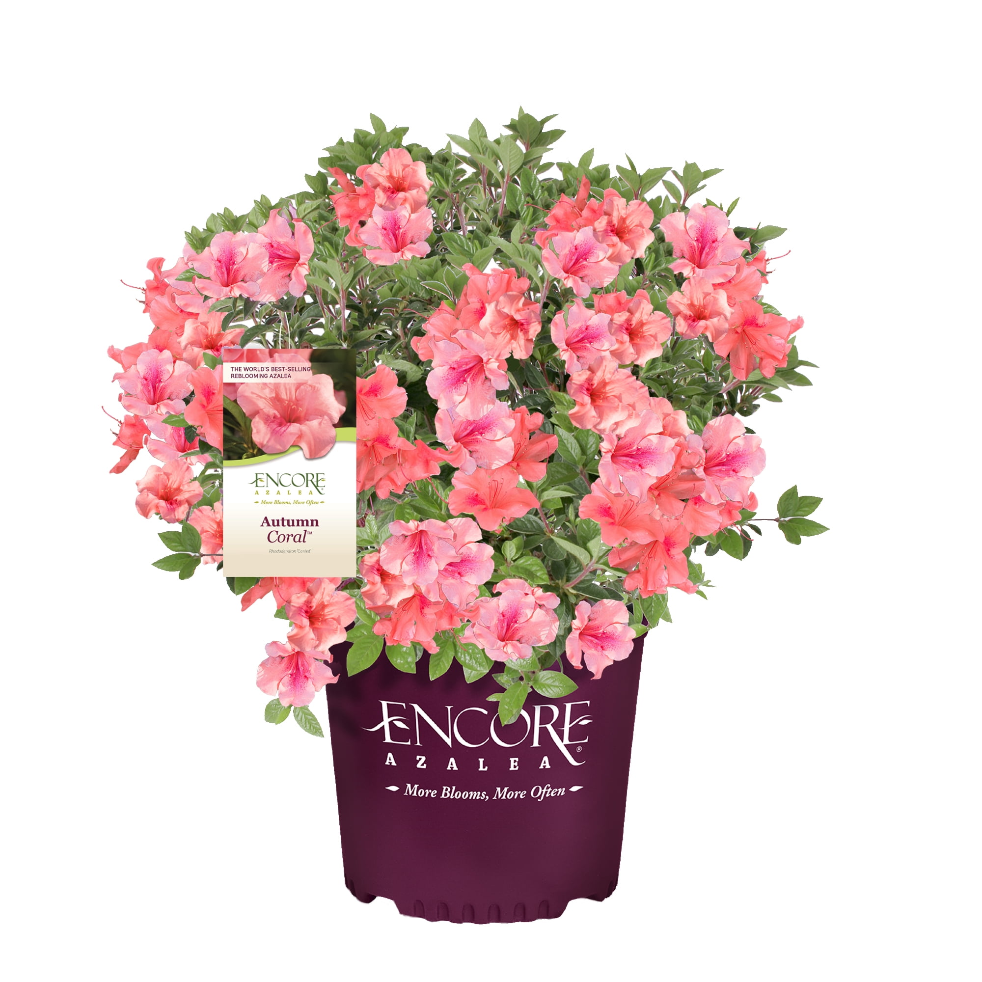 Azalea Encore Autumn Coral Live Shrubs (1 Gallon) - Walmart.com