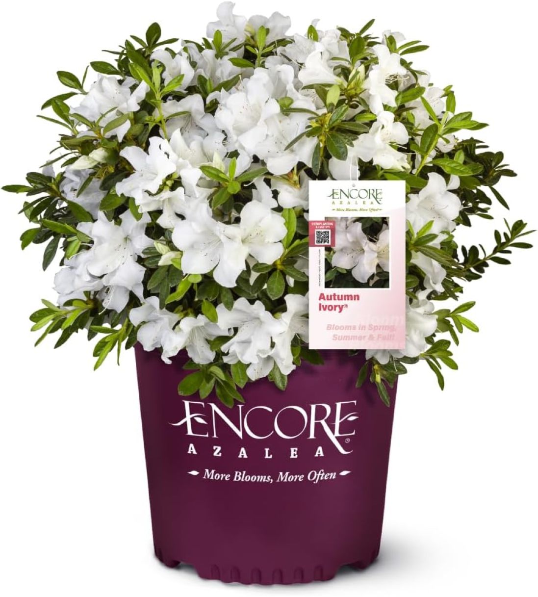 Azalea Encore® Autumn Ivory®, 3 Gallon - Walmart.com