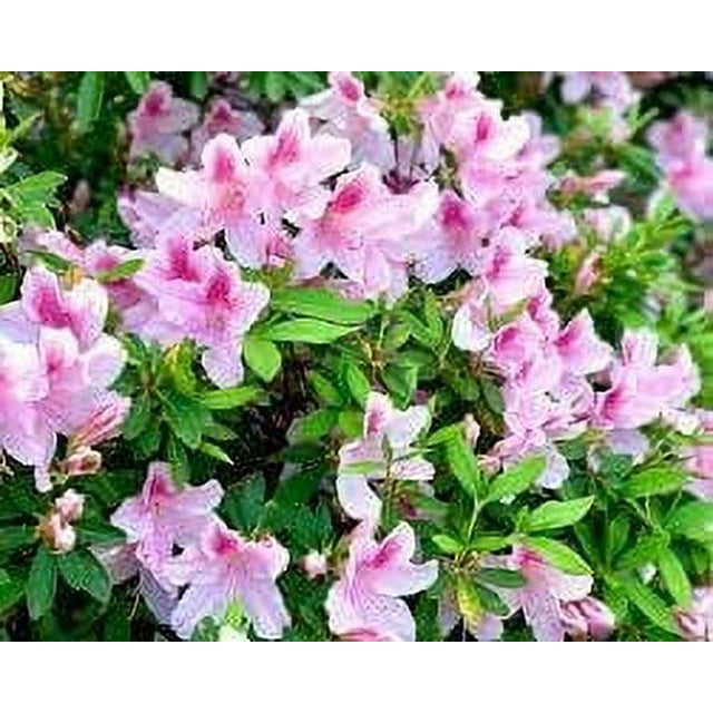 Azalea George Tabor 2 Extra Large 3 Gallon Plants Elegant & Fragrant ...