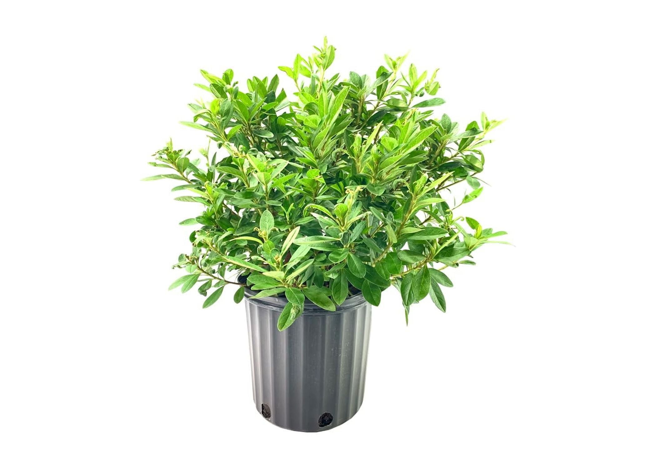 Azalea George Tabor 3 Extra Large 3 Gallon Plants Elegant & Fragrant ...