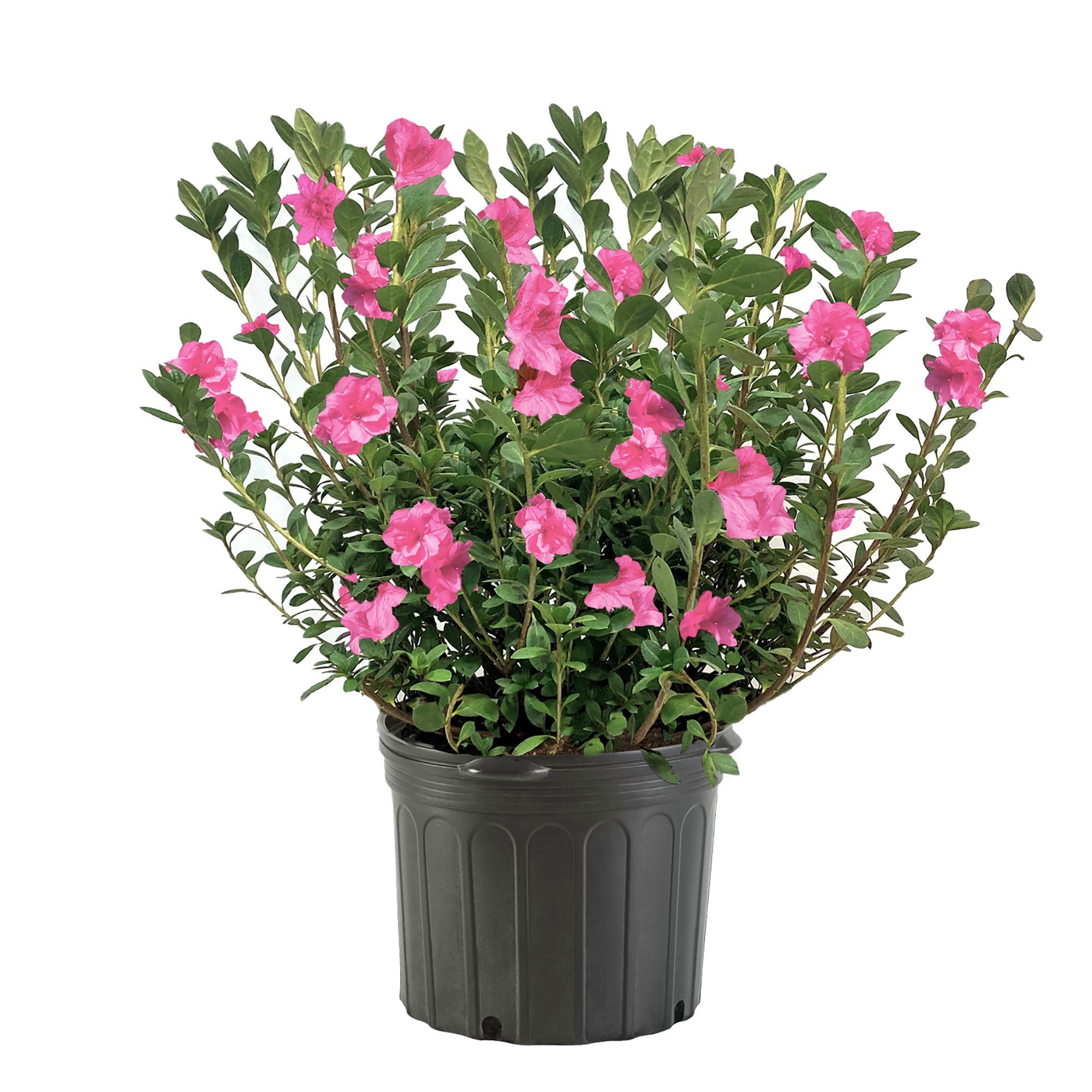 Azalea Herbert Live Shrub - Walmart.com