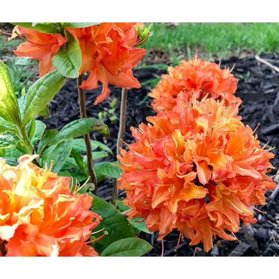 Azalea 'Mandarin Lights'-Deciduous Azalea-Cold Hardy Variety 3 Gallon ...