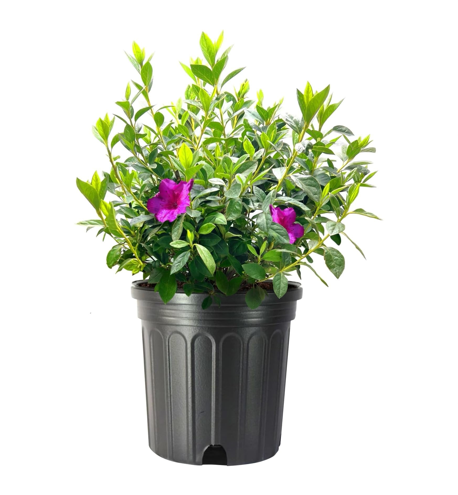 Azalea Purple Formosa 2 Extra Large 3 Gallon Plants Vibrant & Lush ...