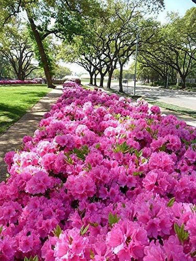 Encore Azalea Autumn Sunburst (3 Gallon) Pink and White Flowering Shrub ...