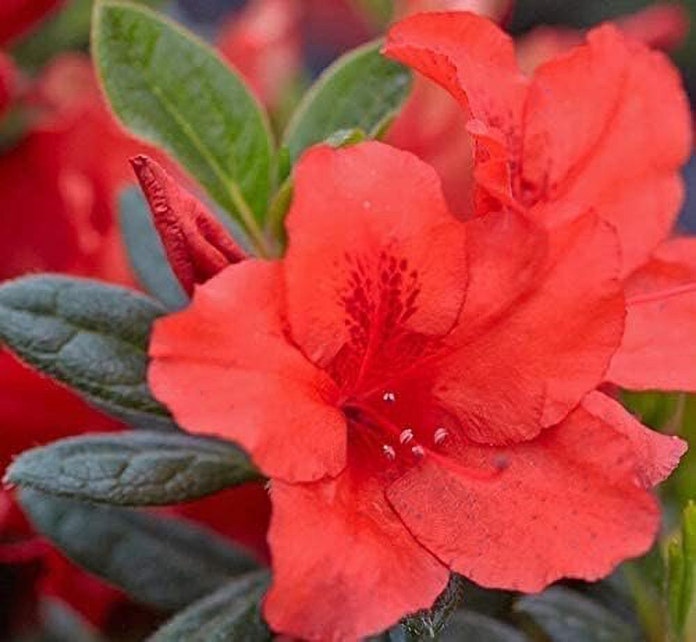 Azalea Vivid 3 Live Plants Red Flowering Rhododendron Blooming Shrubs ...