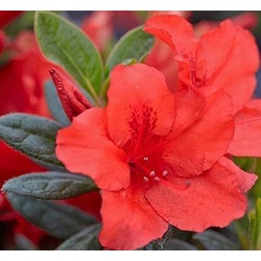 AMERICAN PLANT EXCHANGE Crown of Thorns Sonoma, Red Flowers Year Round ...