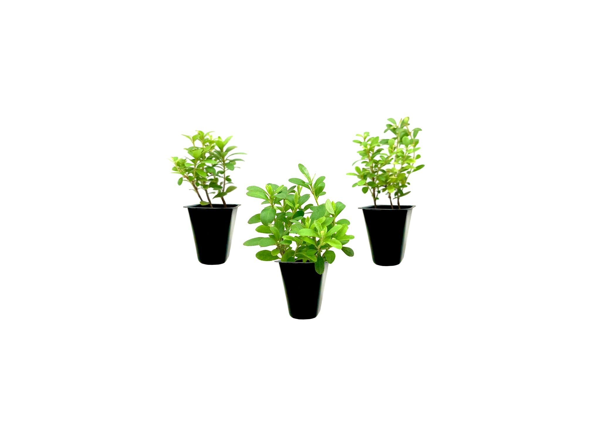 Azalea Vivid 30 Live Plants Red Flowering Rhododendron Blooming Shrubs ...