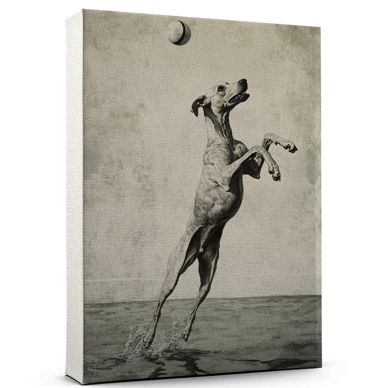 Azawakh Dog Canvas Swimming Stretched Canvas Size 8x12 – Funny Azawakh ...
