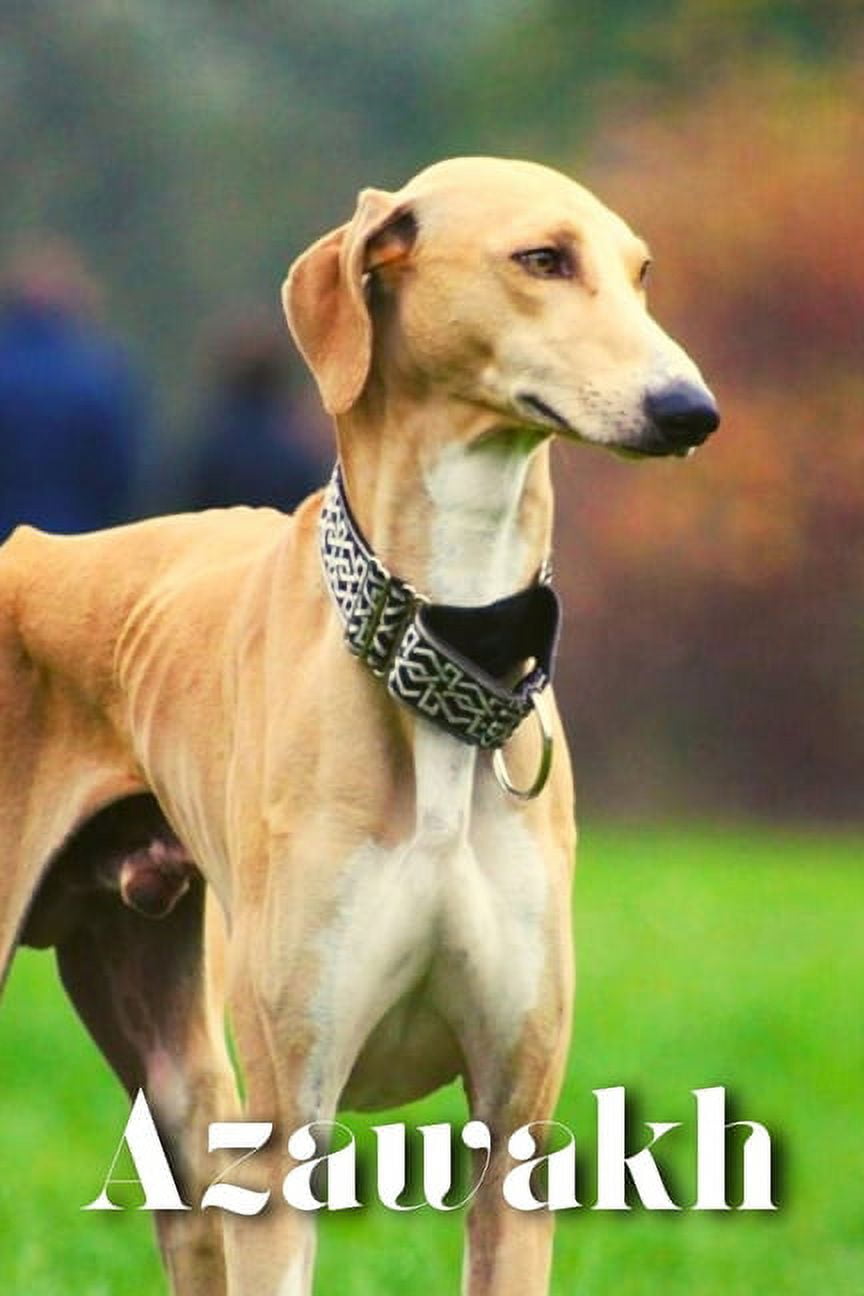 Azawakh: Dog breed overview and guide - Walmart.com