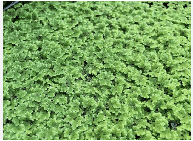 Azolla Filiculoides Fairy Moss Live Aquarium Floating Plant – Natural ...