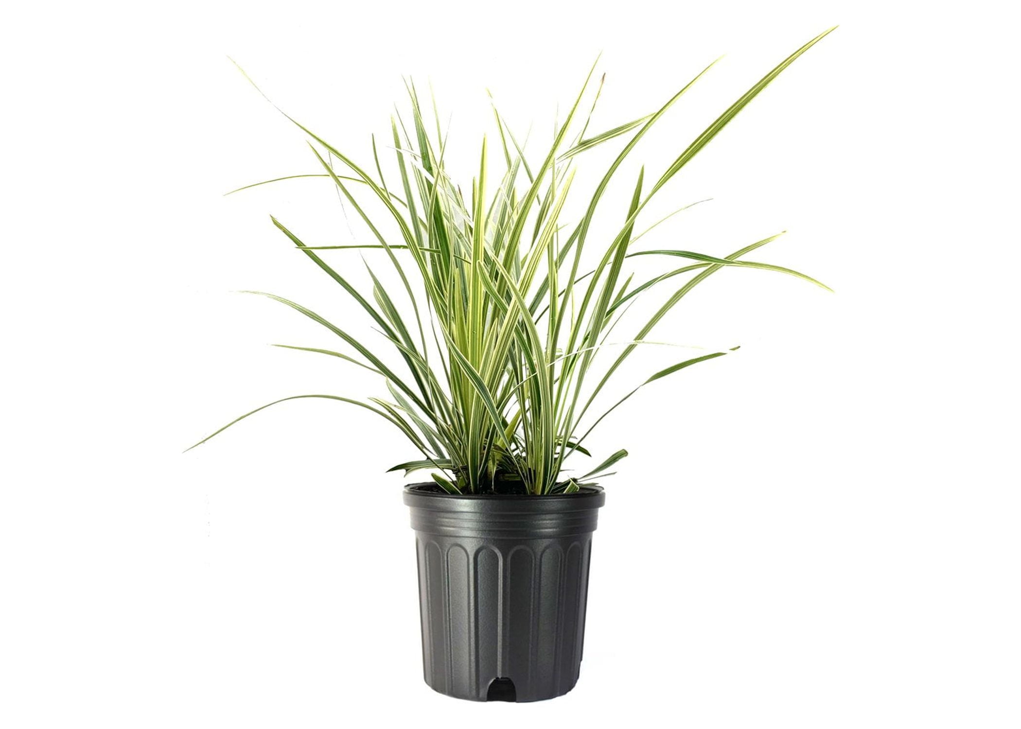 Aztec Grass - 1 Live Gallon Size Plant - Live Variegated Liriope ...