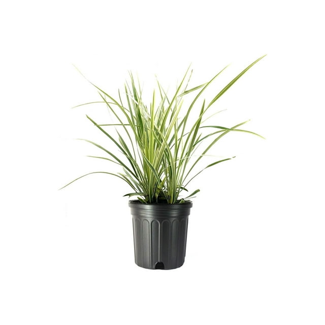 Aztec Grass - 1 Live Gallon Size Plant - Live Variegated Liriope ...