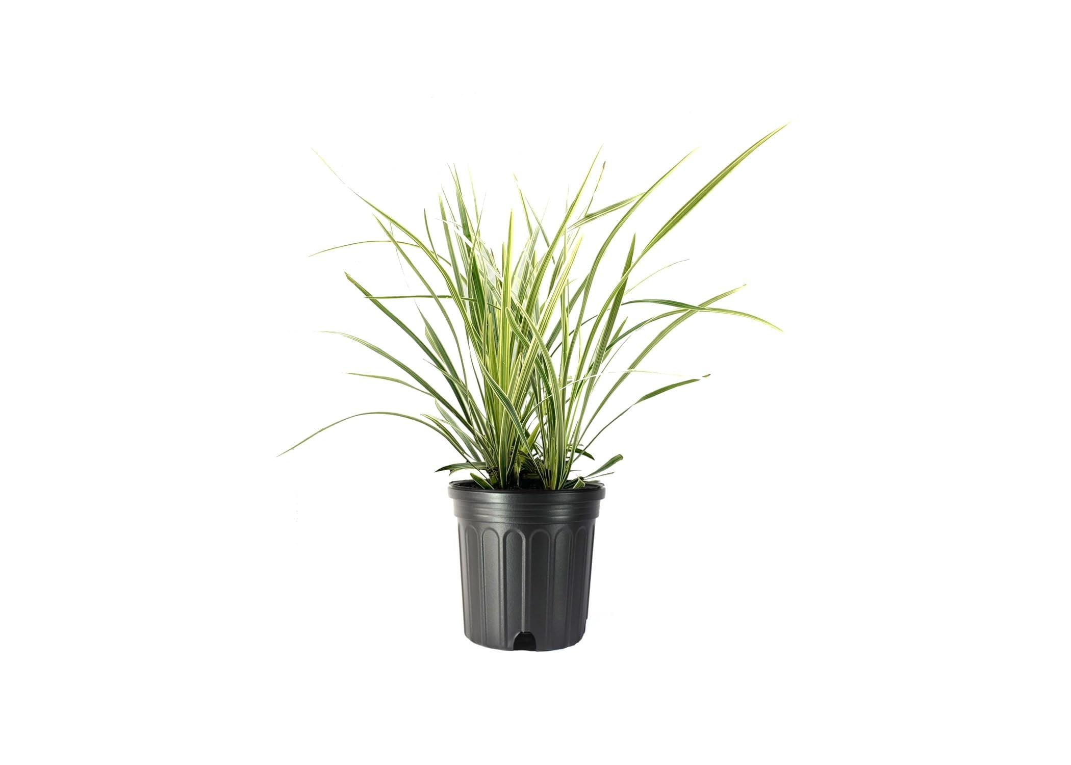 Aztec Grass - 1 Gallon Size Plant - Live Variegated Liriope ...