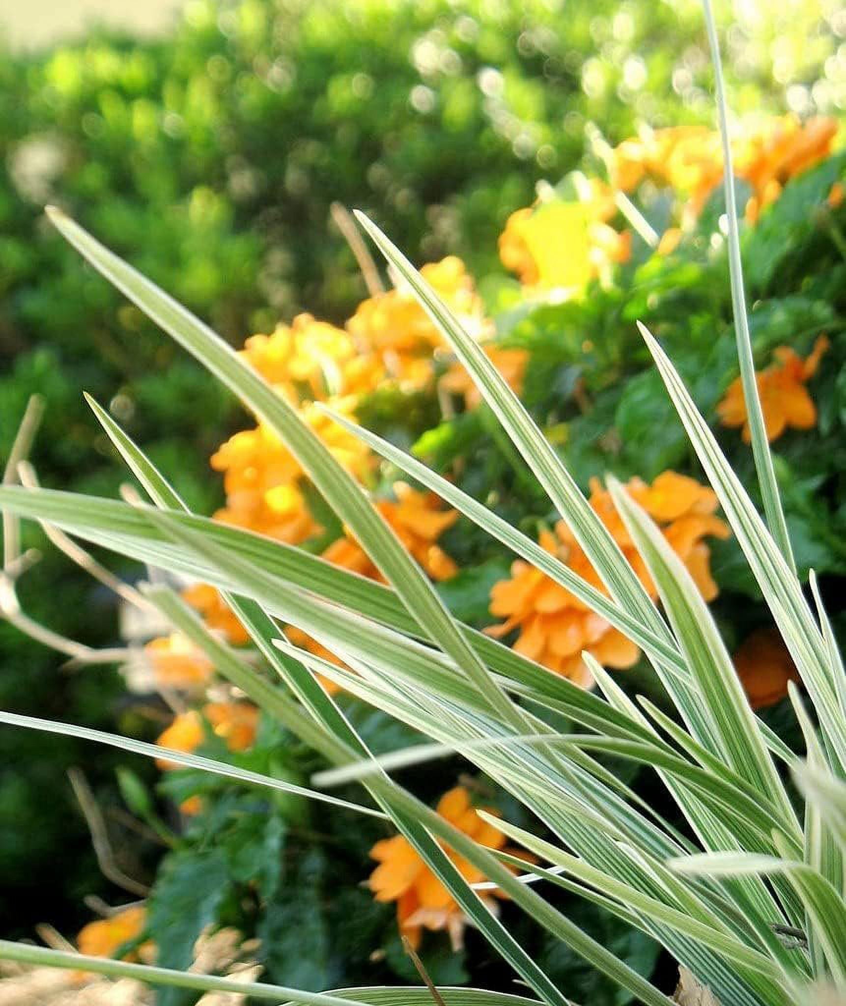 Aztec Grass - 1 Live Quart Size Plant - Variegated Liriope - Ophiopogon ...