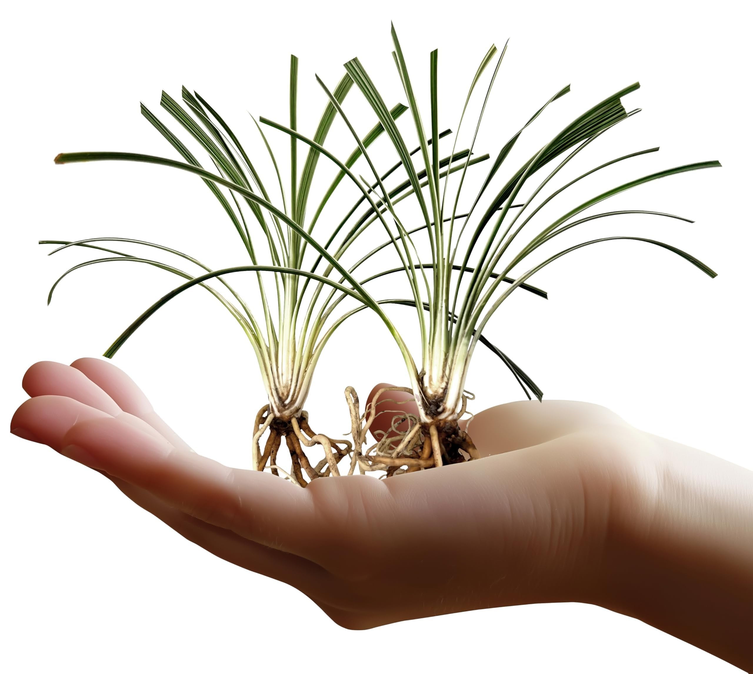 Aztec Grass | 10 Live Bare Root Pips | Liriope Muscari ‘Aztec Grass ...