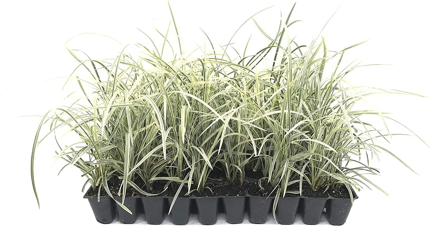 Aztec Grass - 15 Live Plants - Variegated Liriope Ophiopogon ...