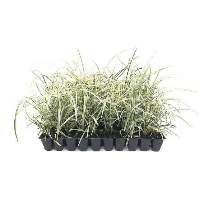 Aztec Grass - 15 Live Plants - Variegated Liriope Ophiopogon ...