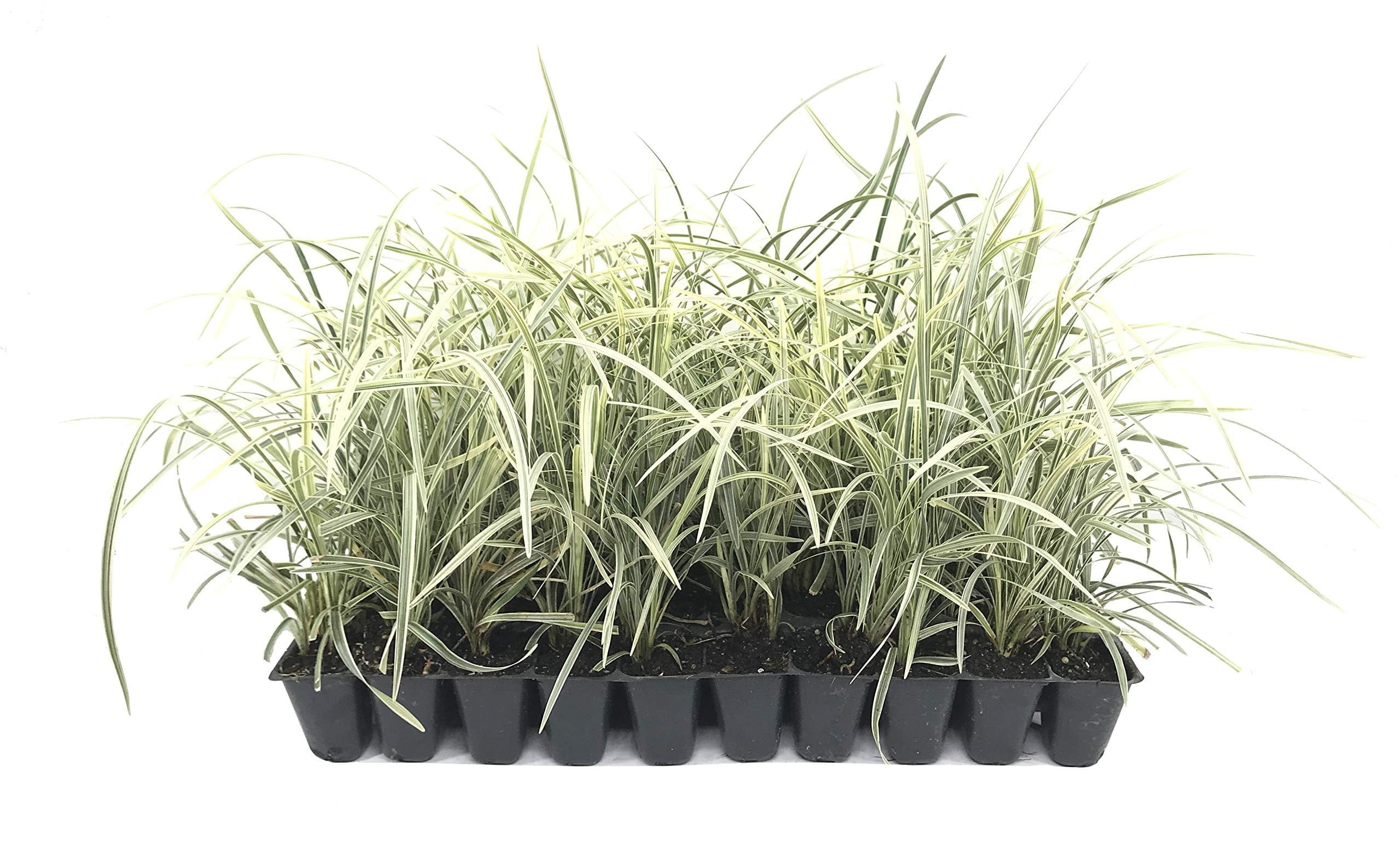 Florida Foliage Aztec Grass, 15 Live Plants, Variegated Evergreen ...