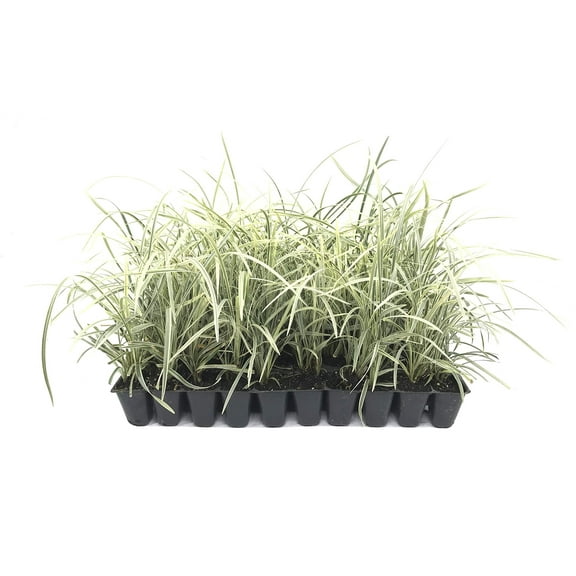Ornamental Grasses in Perennials - Walmart.com