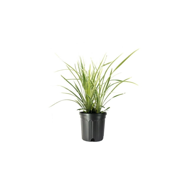 Aztec Grass - 2 Gallon Size Plants - Live Variegated Liriope ...