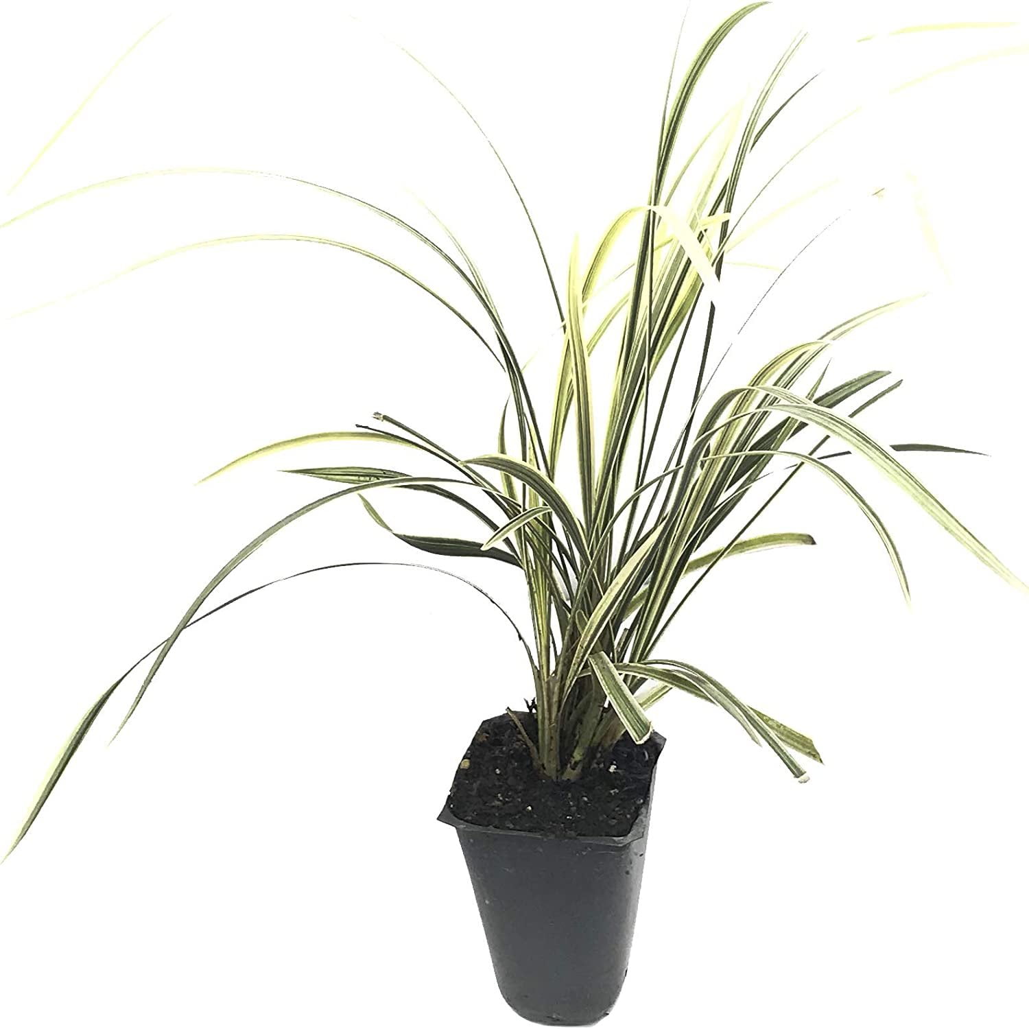 Aztec Grass - 3 Live Plants - Variegated Liriope Ophiopogon Intermedius ...