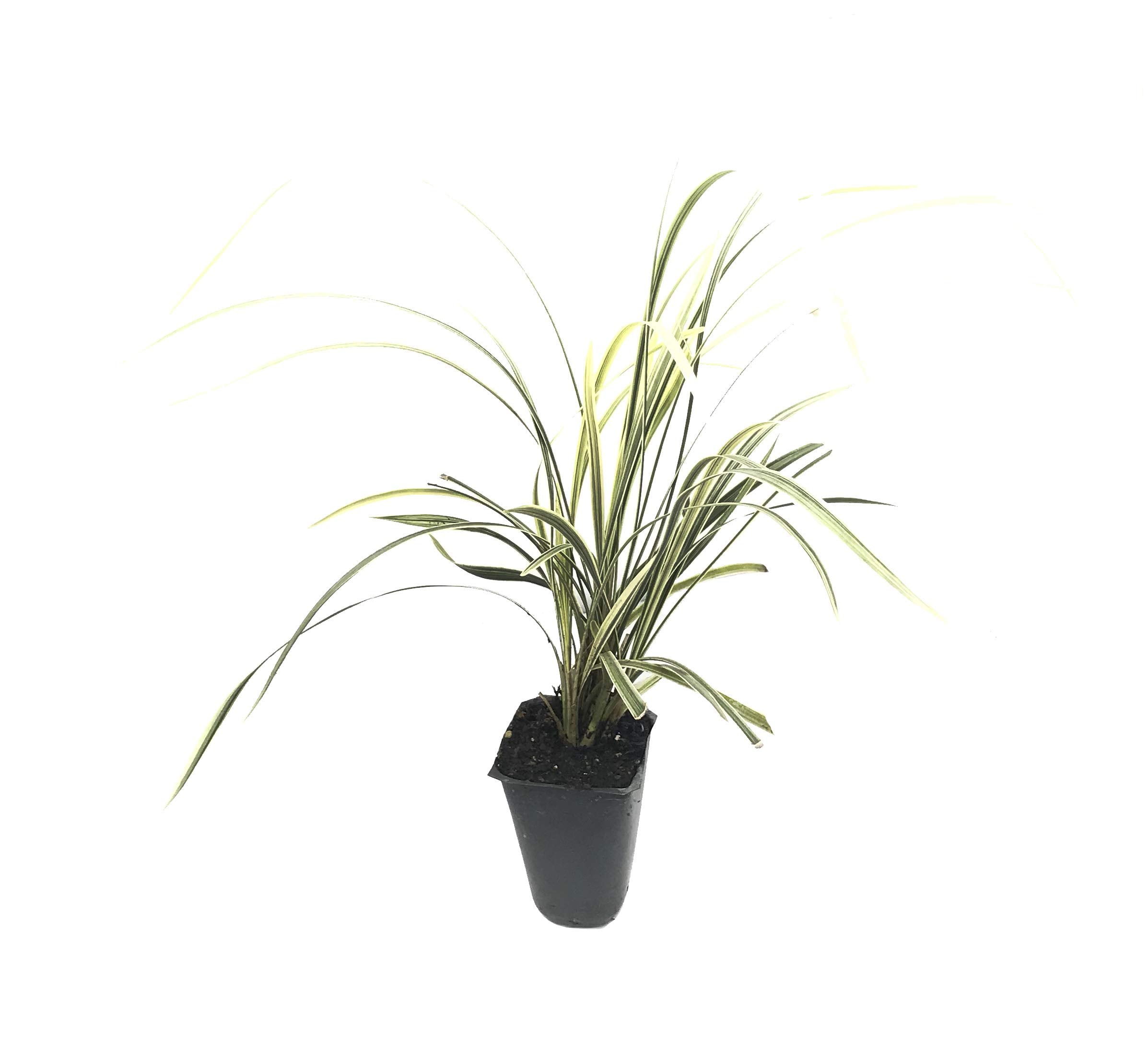 Aztec Grass - 3 Live Plants - Variegated Liriope Ophiopogon Intermedius ...