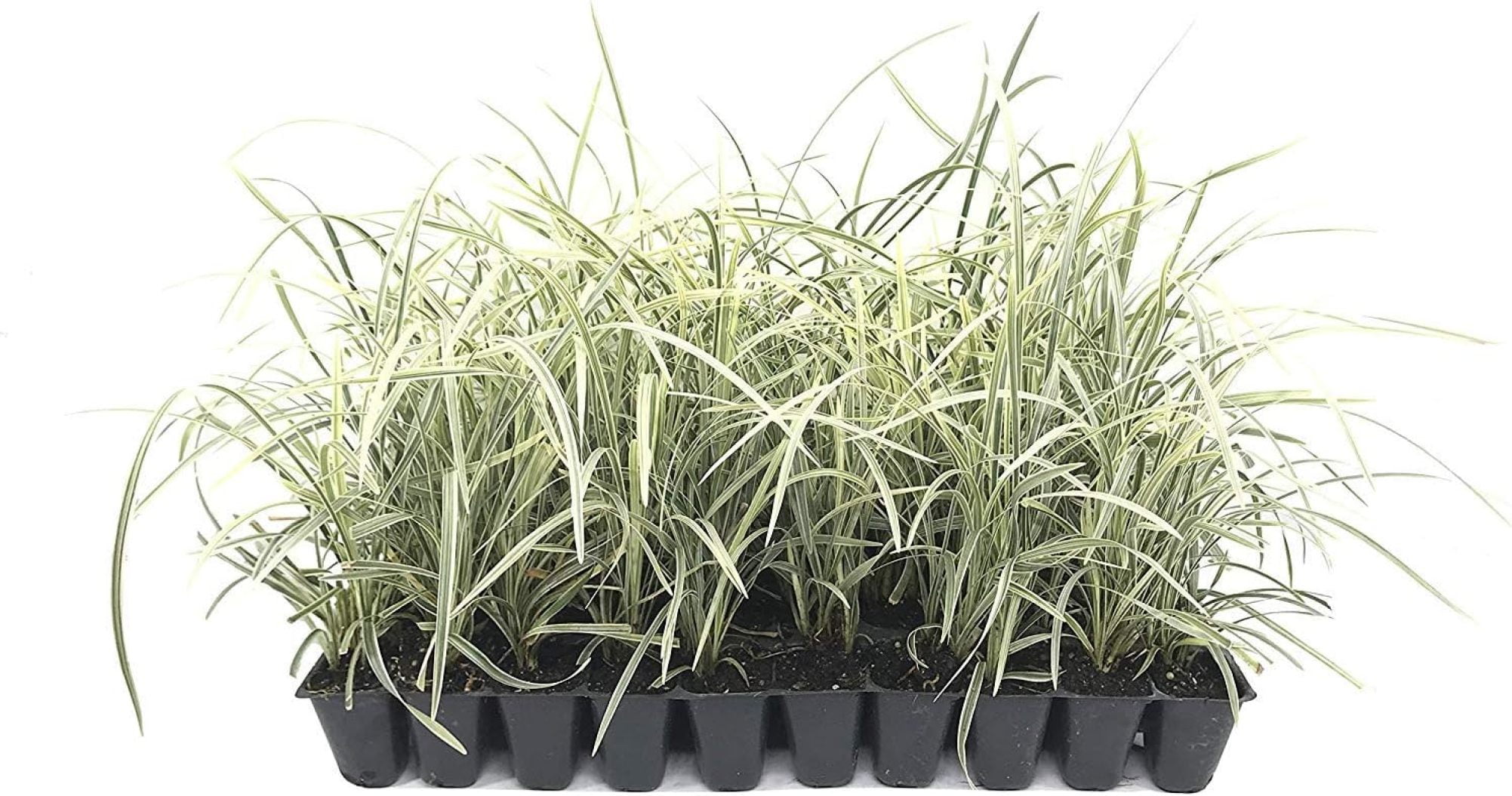 Aztec Grass - 3 Live Plants - Variegated Liriope - Ophiopogon ...