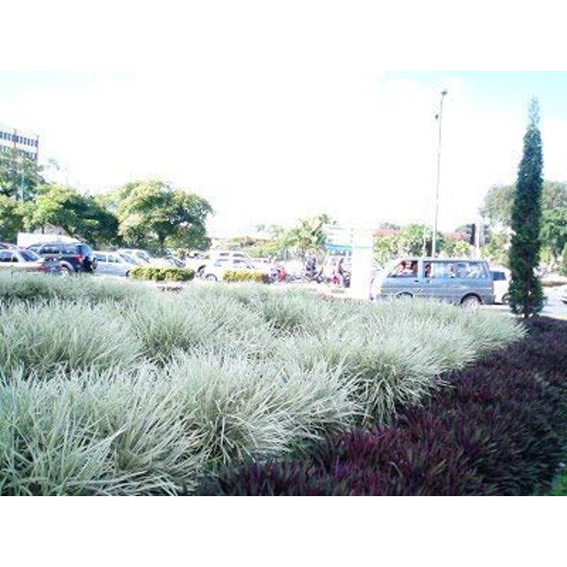 Aztec Grass - 40 Live Plants - Variegated Liriope - Ophiopogon ...