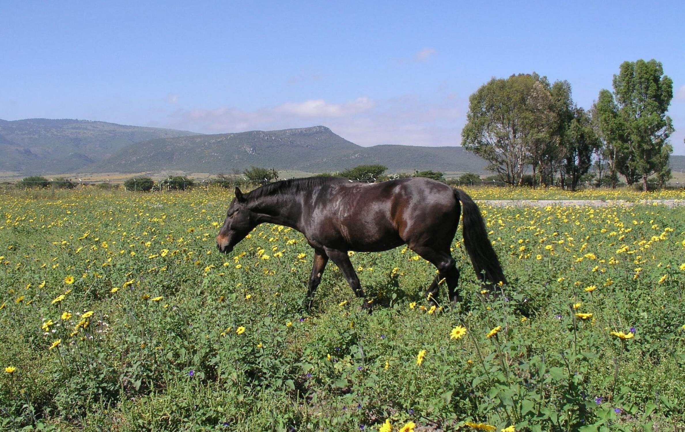 Azteca Horse Mexico GLOSSY POSTER PICTURE PHOTO PRINT BANNER ...