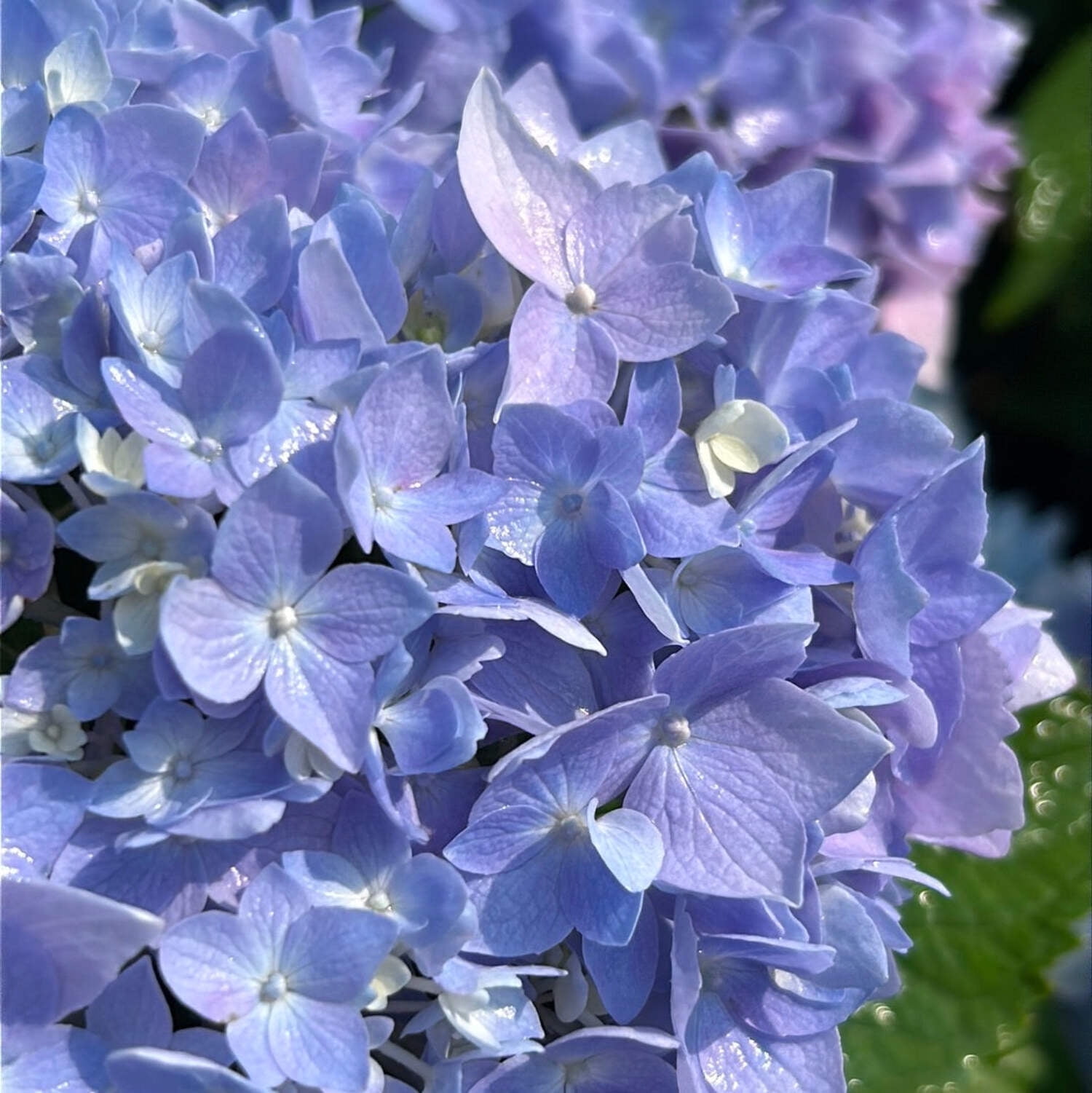 GoBuyPlants - Azure Skies™ Hydrangea - 3 Gallon Pot - Walmart.com