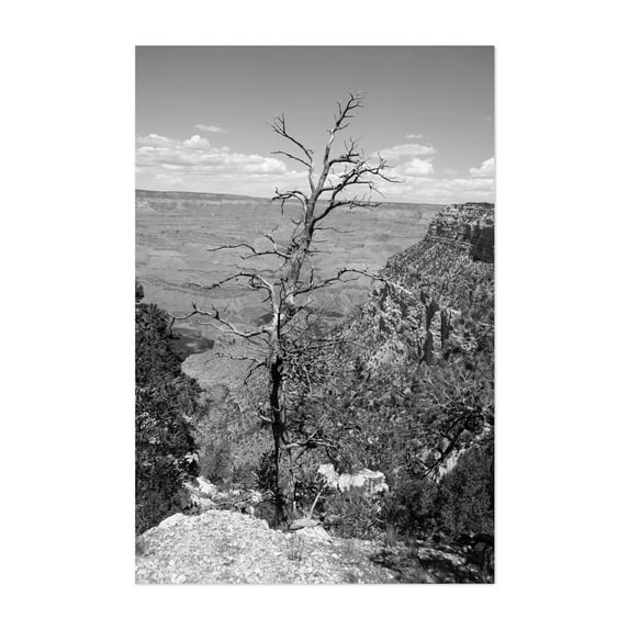 B&W Tree - Grand Canyon Village Arizona Photography Black and White Desert Nature Landscape ...