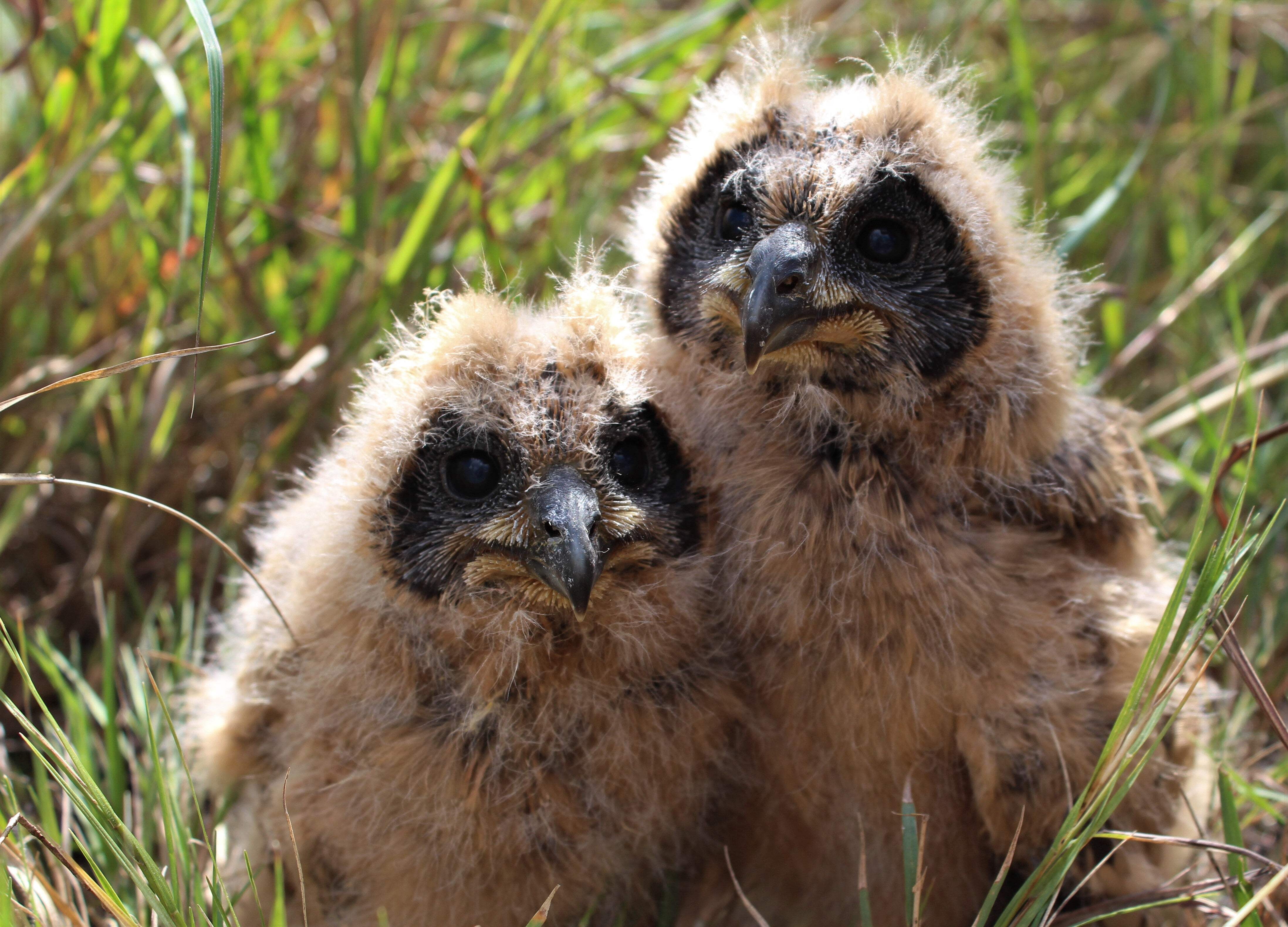 Baby Marsh Owls Glossy Poster Picture Photo Print Banner ...