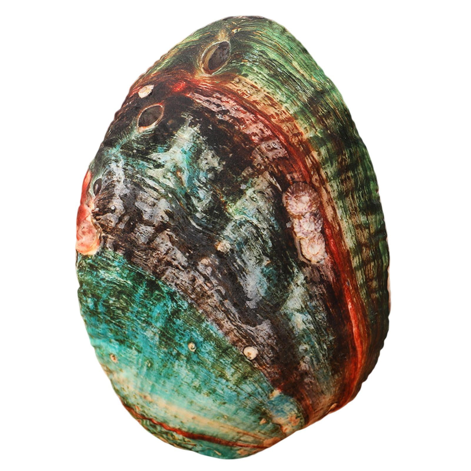BAELLERT Sea Life Plush Pillow Cute Shell Oysters Mussel Conch Abalone ...
