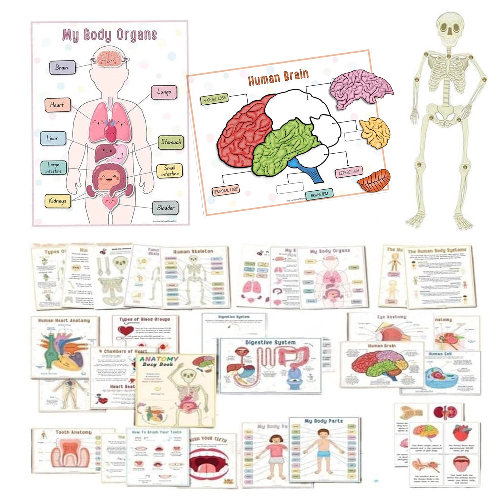 BAETEUY Montessori Busy Book, Kids Human Body Anatomy, Educational Toy ...