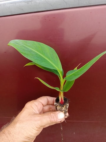 BANANA DWARF RED CUBAN/ RED DACA - Walmart.com