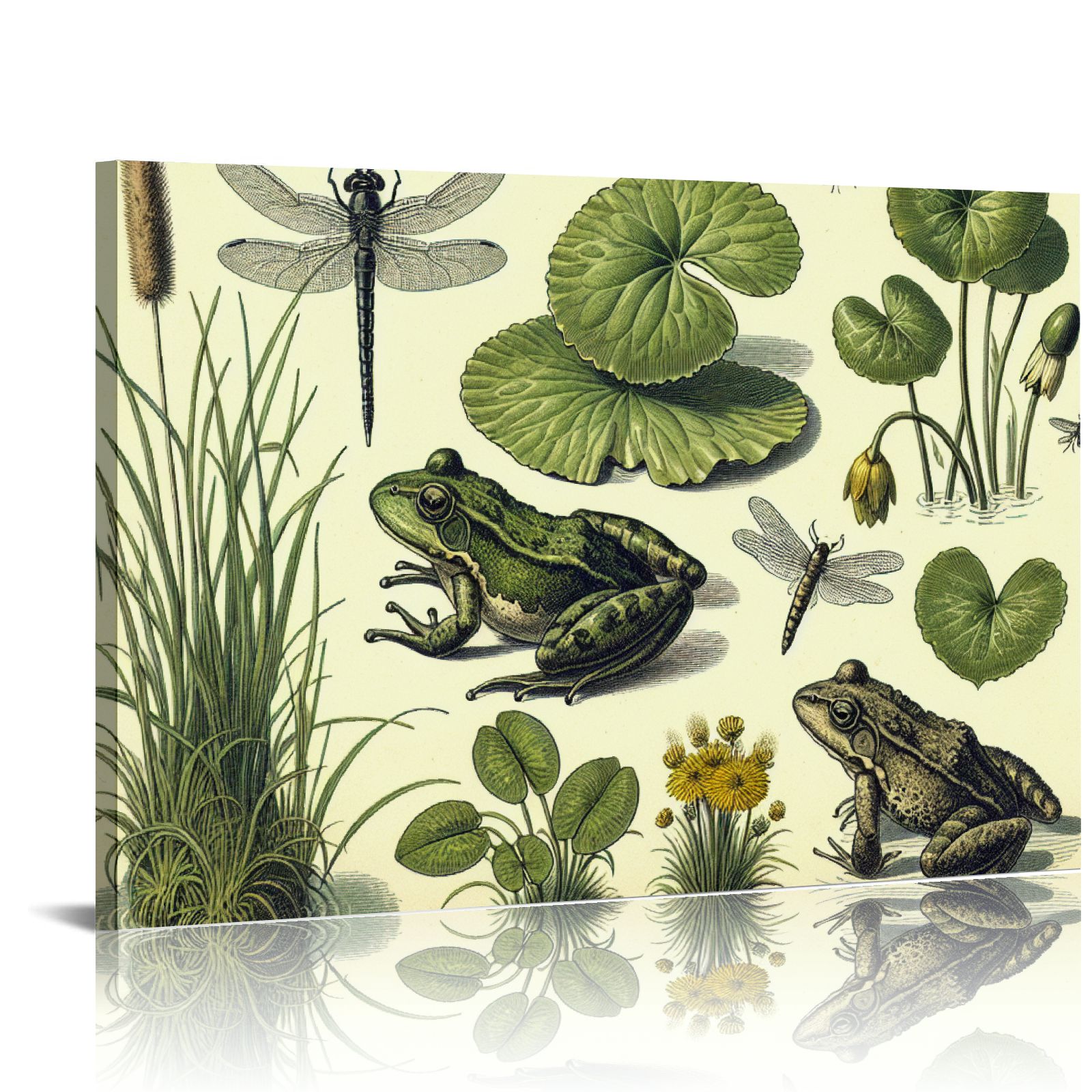 BCIIG Marsh Marigold With The Life Stages Of a Frog Canvas Art Print ...