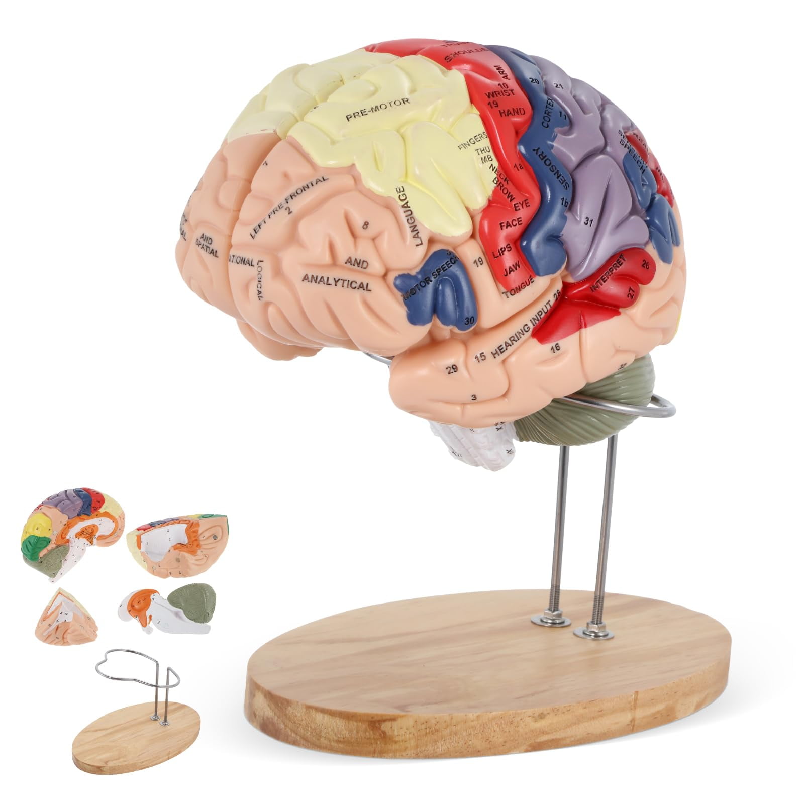 BEAMNOVA Human Brain Model KEF16 2 Times Life Size for Neuroscience ...