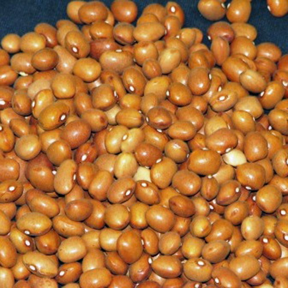 BEAN, Romano Pole Bean Seed, HEIRLOOM, 200 SEEDS. Stringless Bean ...