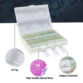 Human Stratified Squamous Epithelium Slide, Smear - Walmart.com