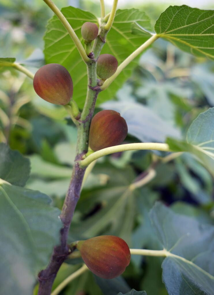 BEER’S BLACK DWARF FIG TREE – DWARF FIG PLANT – SELF FERTILE - Walmart.com