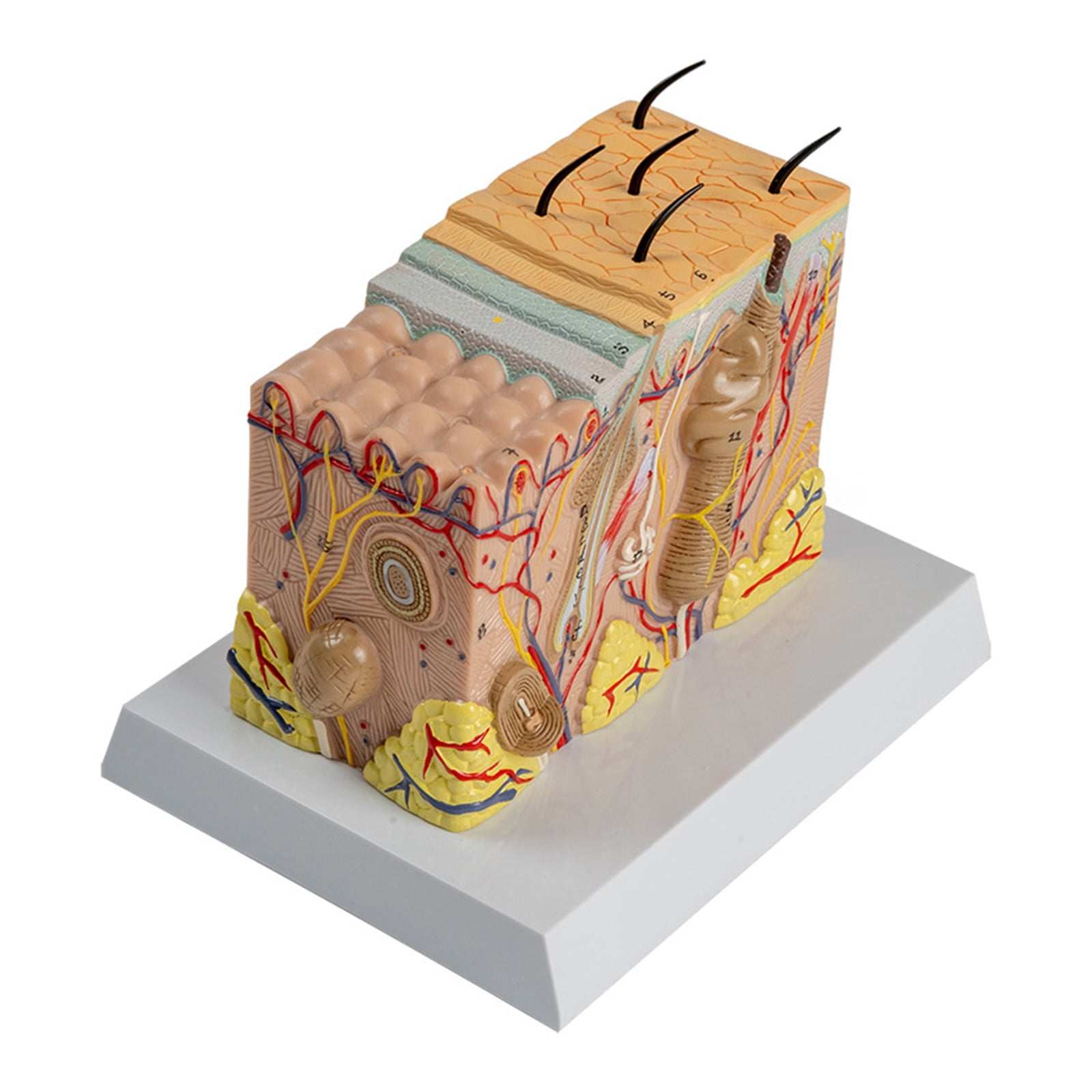 BELOWSYALER Anatomical Human Skin Model Human Skin Structure Anatomical ...