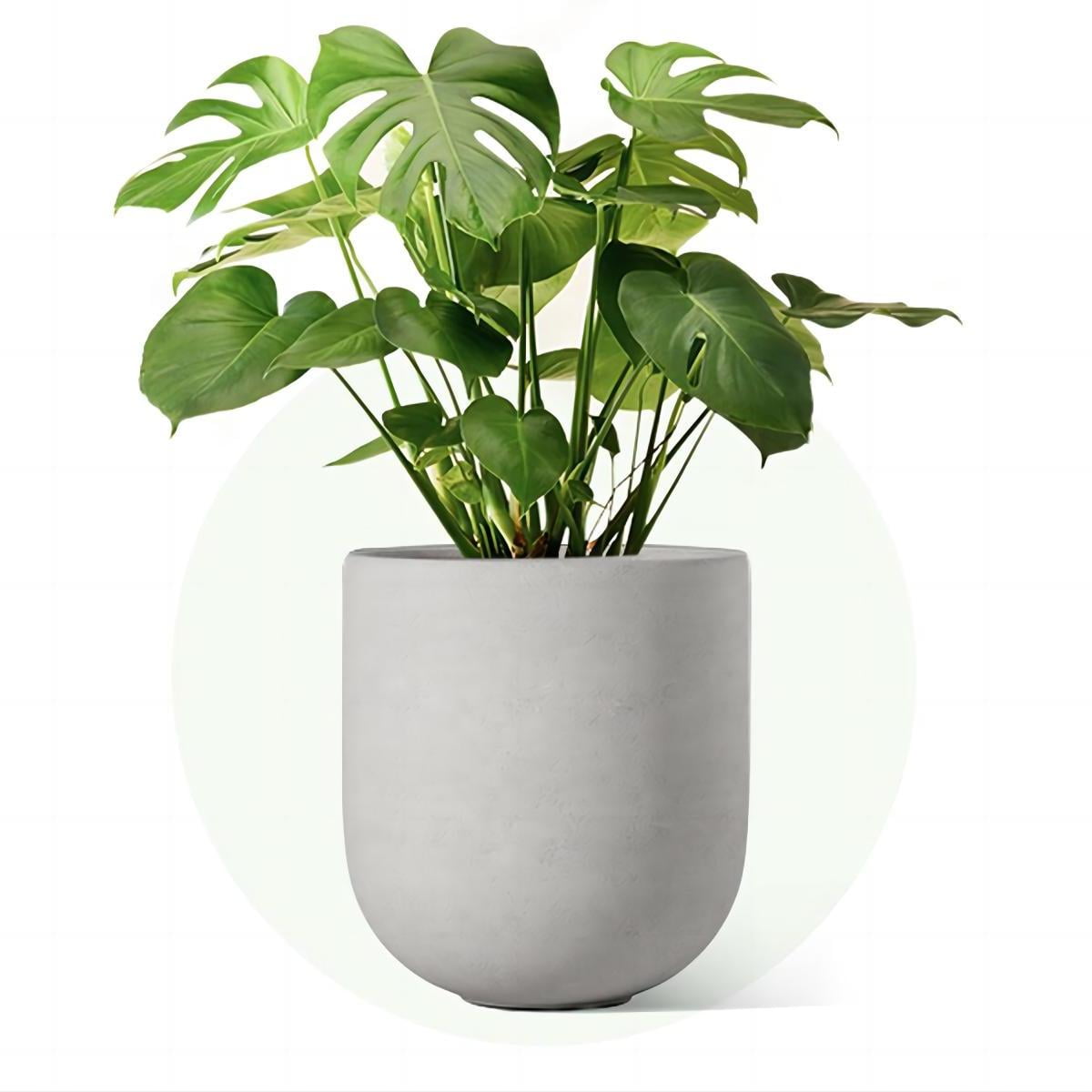 BEMAY 10" Plant Pots,Ceramic Planters with Drainage Hole Plug,Flower ...