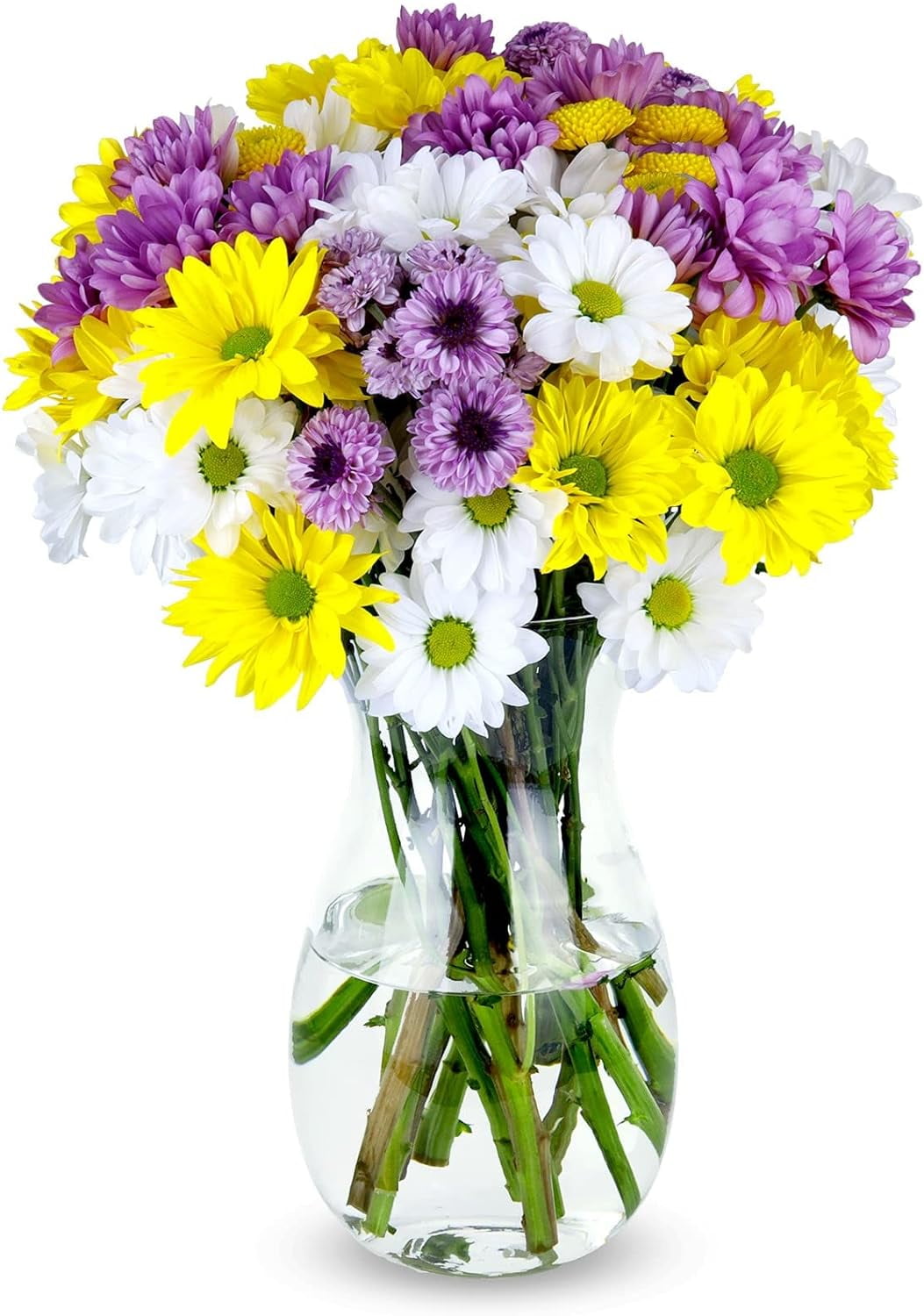 BENCHMARK BOUQUETS - 16 Stem Chrysanthemums (Glass Vase Included), Next-Day Delivery, Gift ...