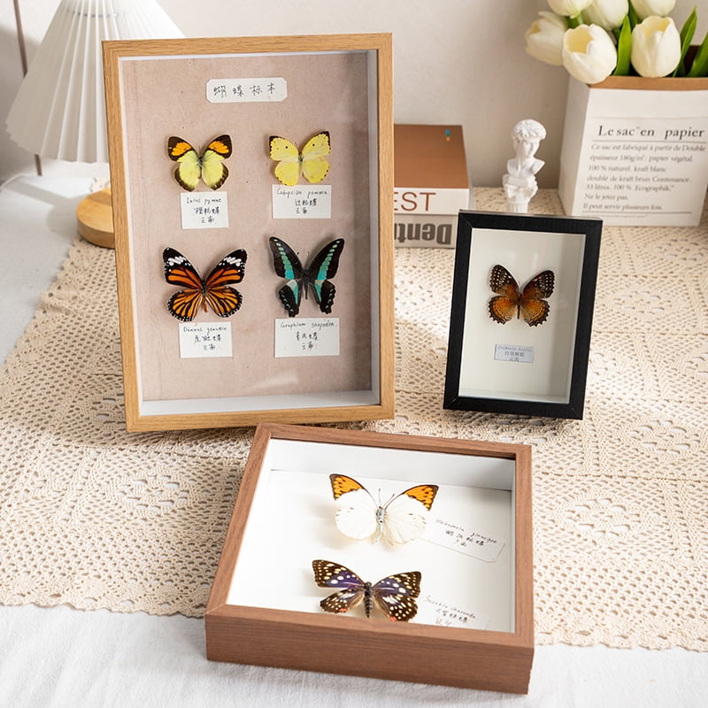 BERTDOMD Insect Display Case Butterfly Specimen Display Frame Insect ...