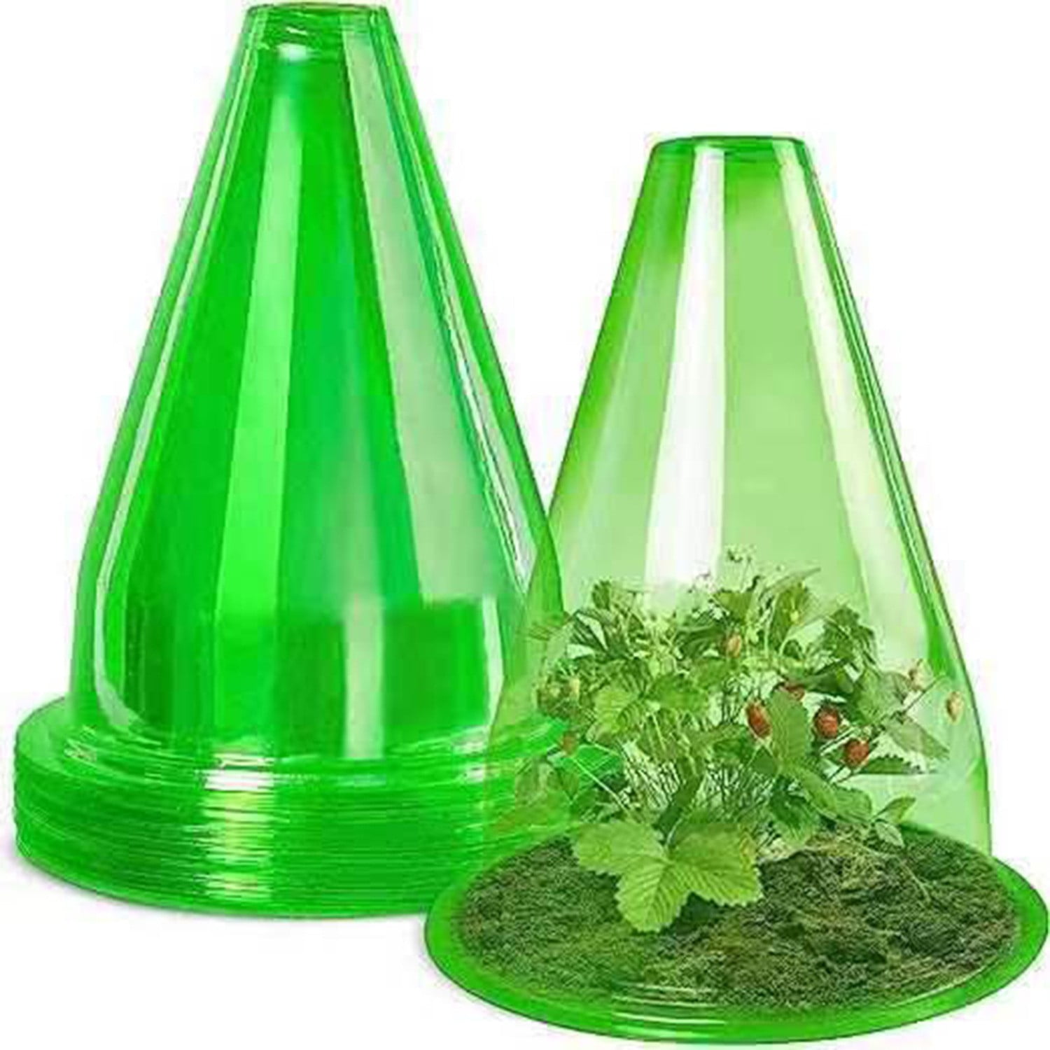 BERYWOLKS Clear Glass Cover Green Tinted Airtight Design for Growth ...