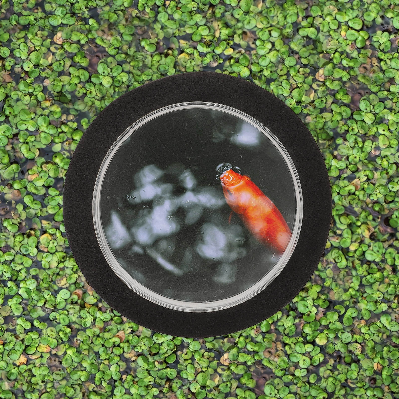 BESTOYARD Floating Fish Pond Dome Acrylic Black 1Pack - Walmart.com